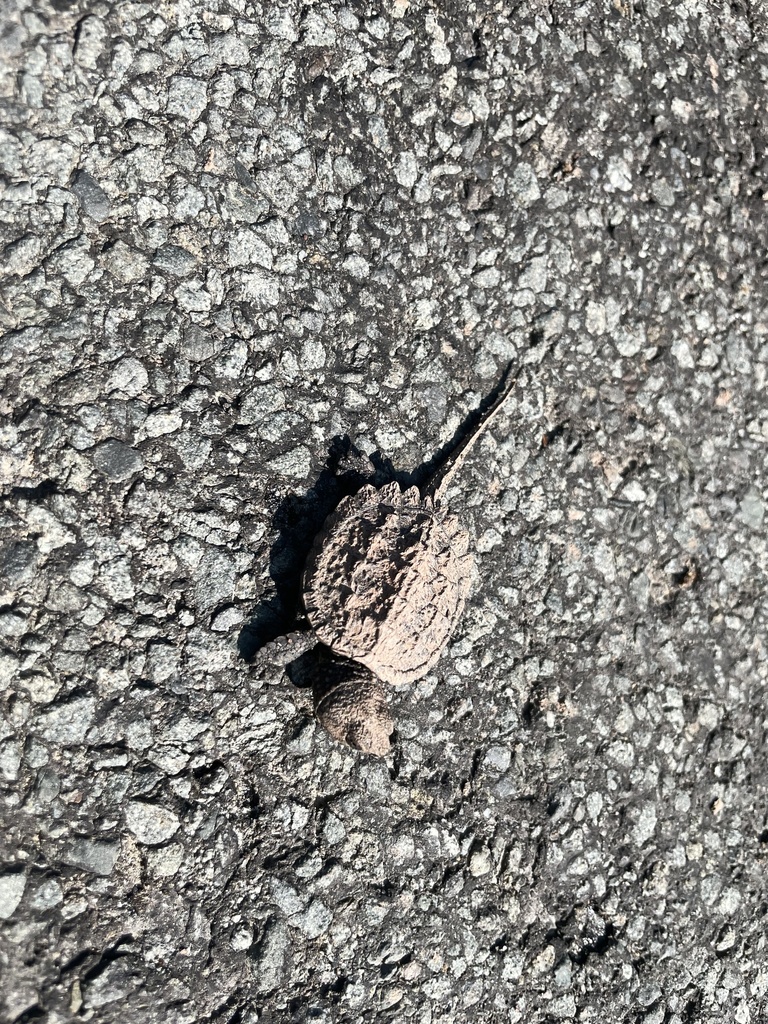 Common Snapping Turtle from Catskill Park, Livingston Manor, NY, US on ...