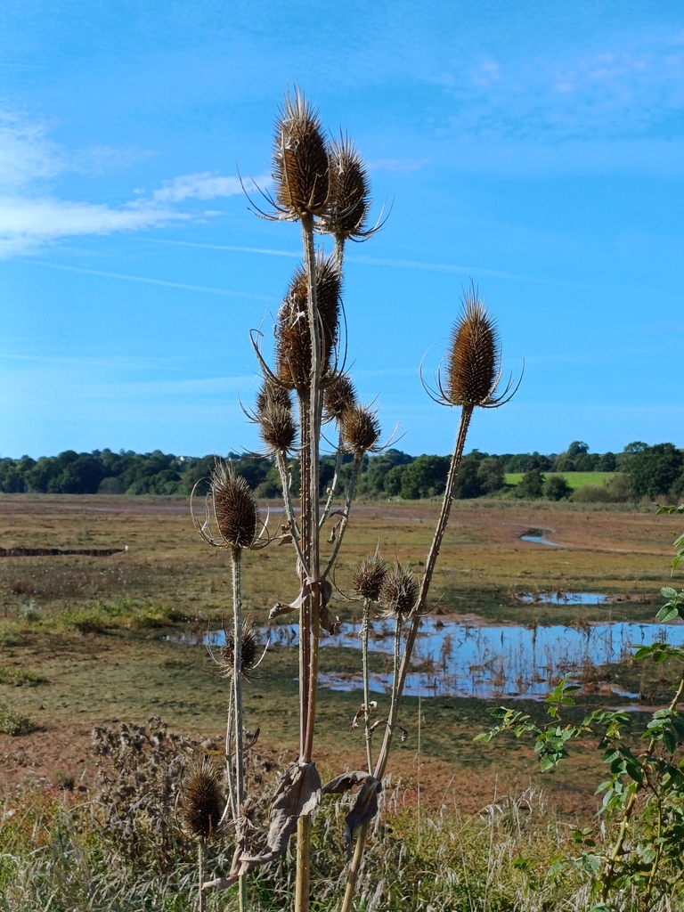 wild teasel from Devon, UK on September 13, 2024 at 10:36 AM by Ed ...