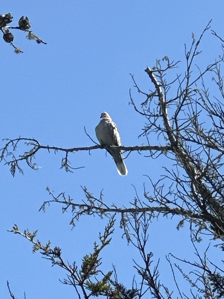 Mourning Dove from Asilomar Dune Boardwalk, Pacific Grove, CA, US on ...