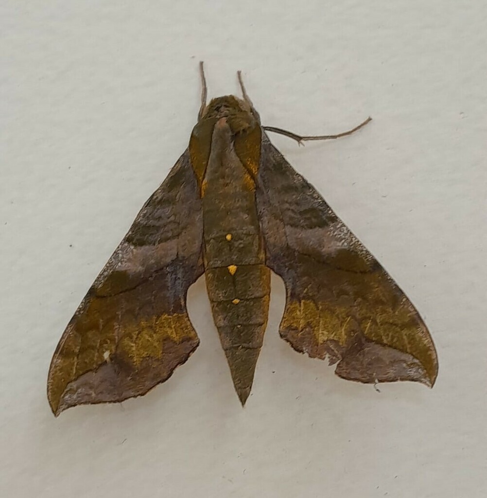 Pluto Sphinx from C.U., Ciudad de México, CDMX, México on September 13 ...