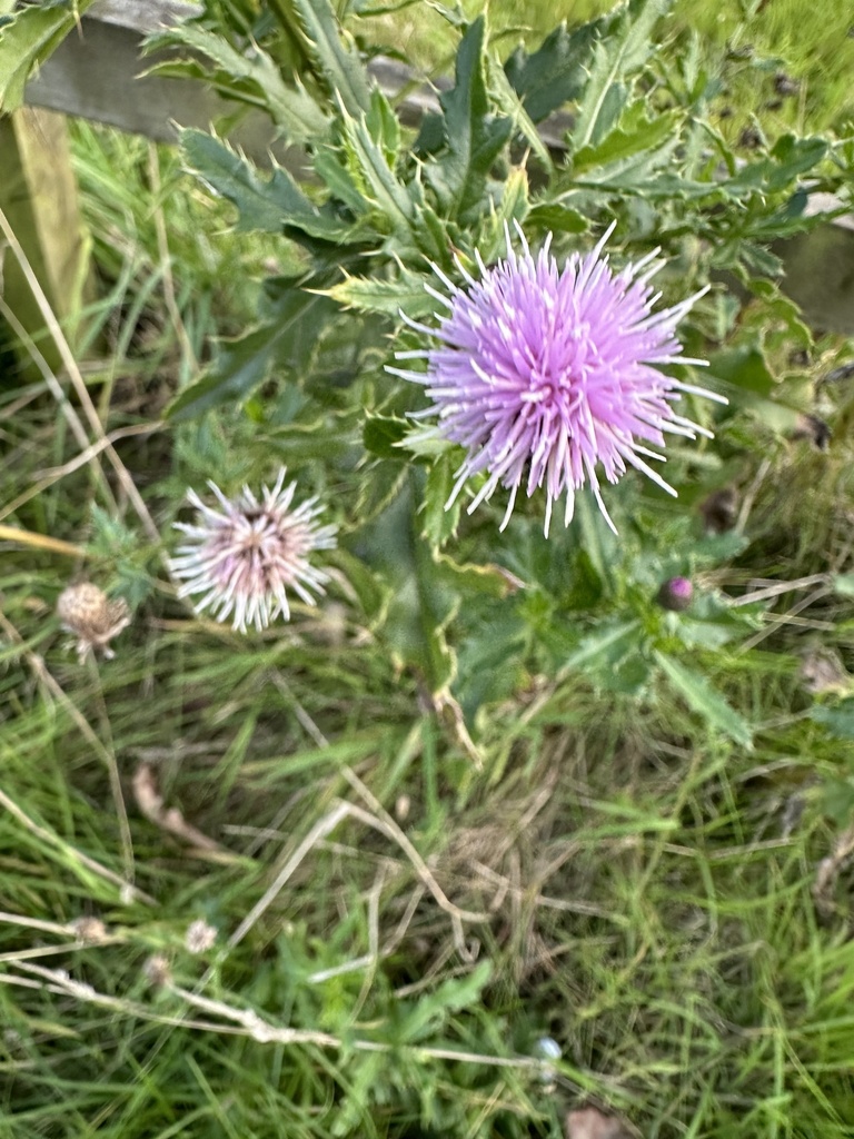 creeping thistle from Thornbank Street, Glasgow, Scotland, GB on 13 ...