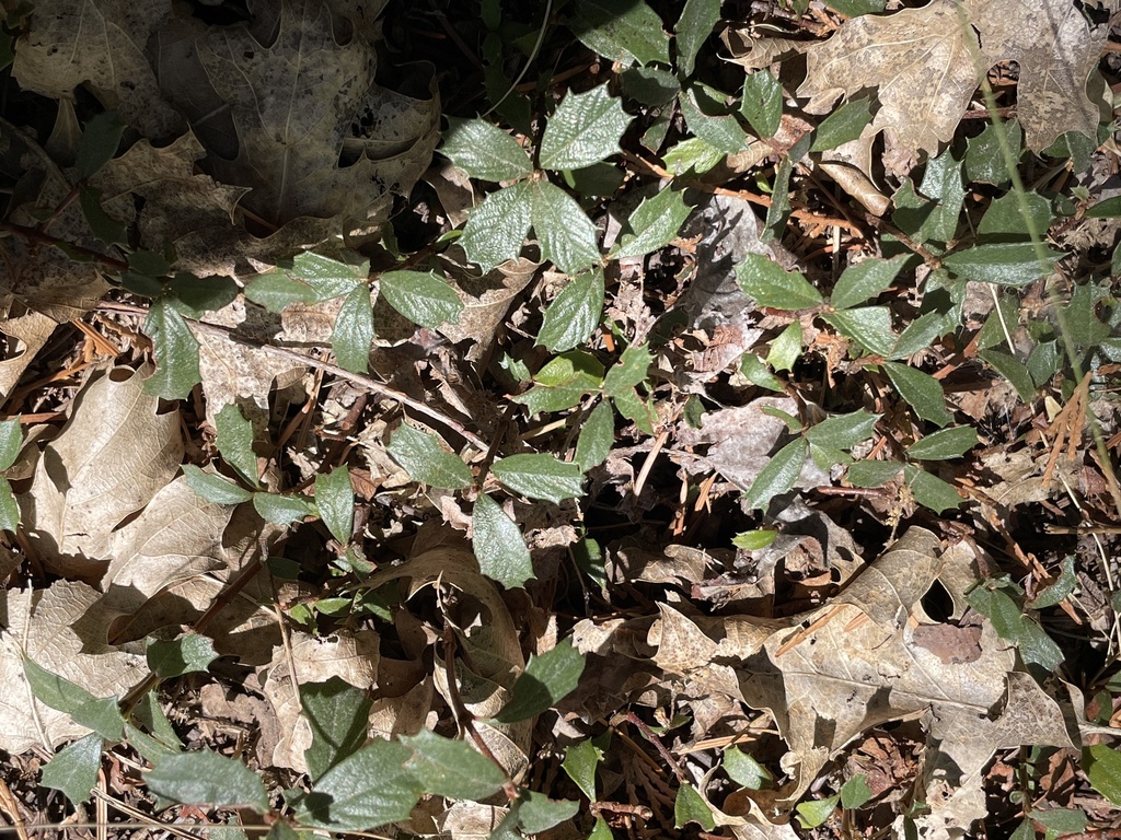 Mahala mat from Cantara Rd, Mount Shasta, CA, US on September 13, 2024 ...