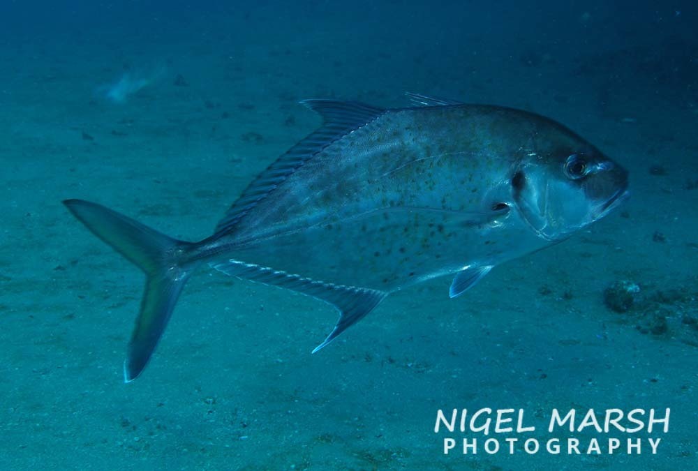 Longnose Trevally (Platycaranx chrysophrys) - Marine Life Identification