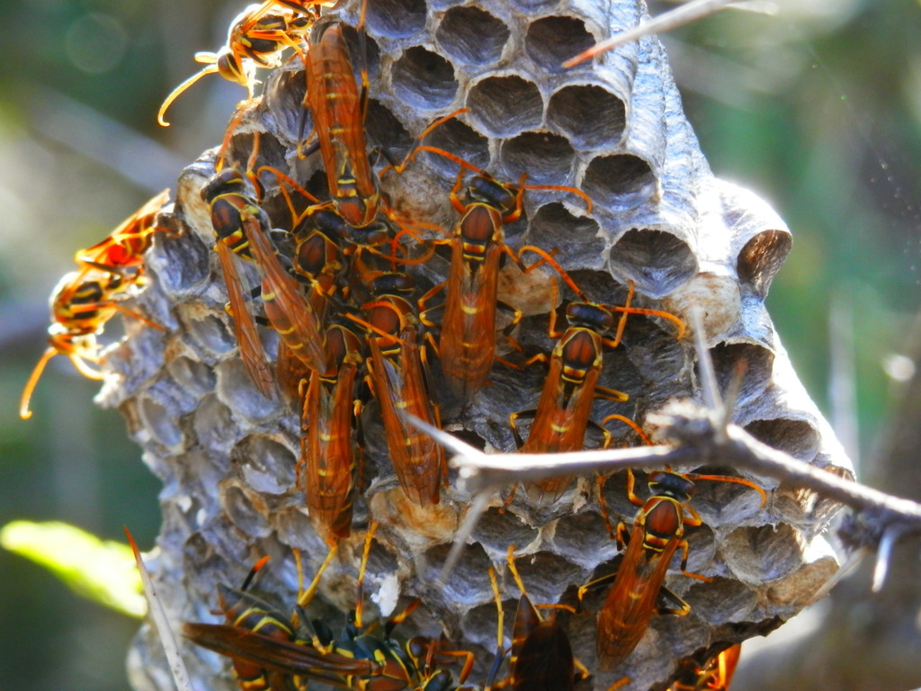 canadensis/exclamans-group Paper Wasps from Santiago de Querétaro, Qro ...