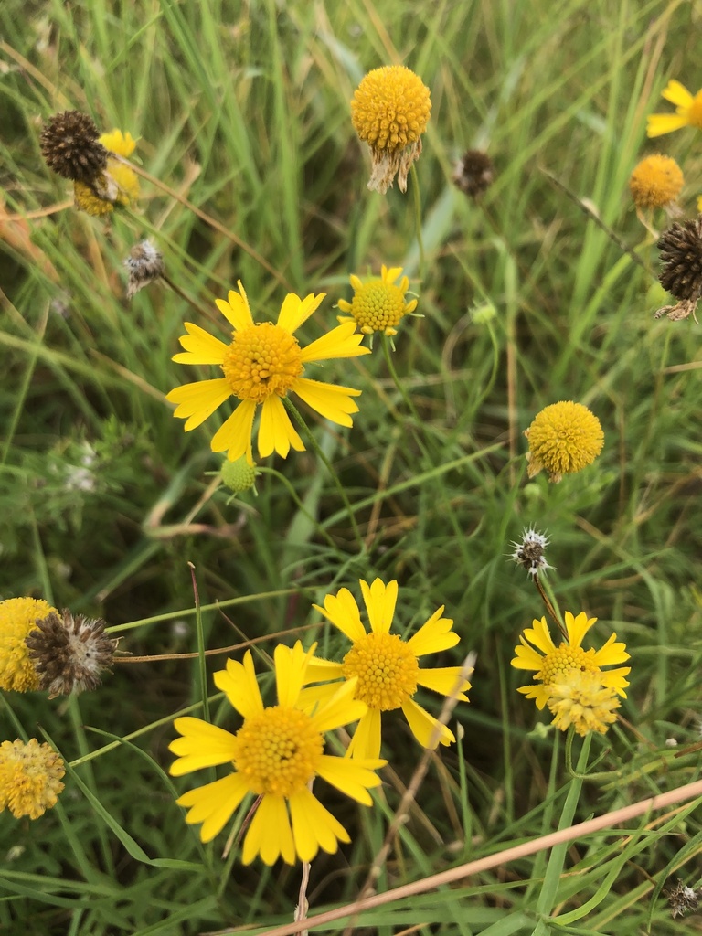 Bitterweed from Puddledock Rd, Prince George, VA, US on September 13 ...