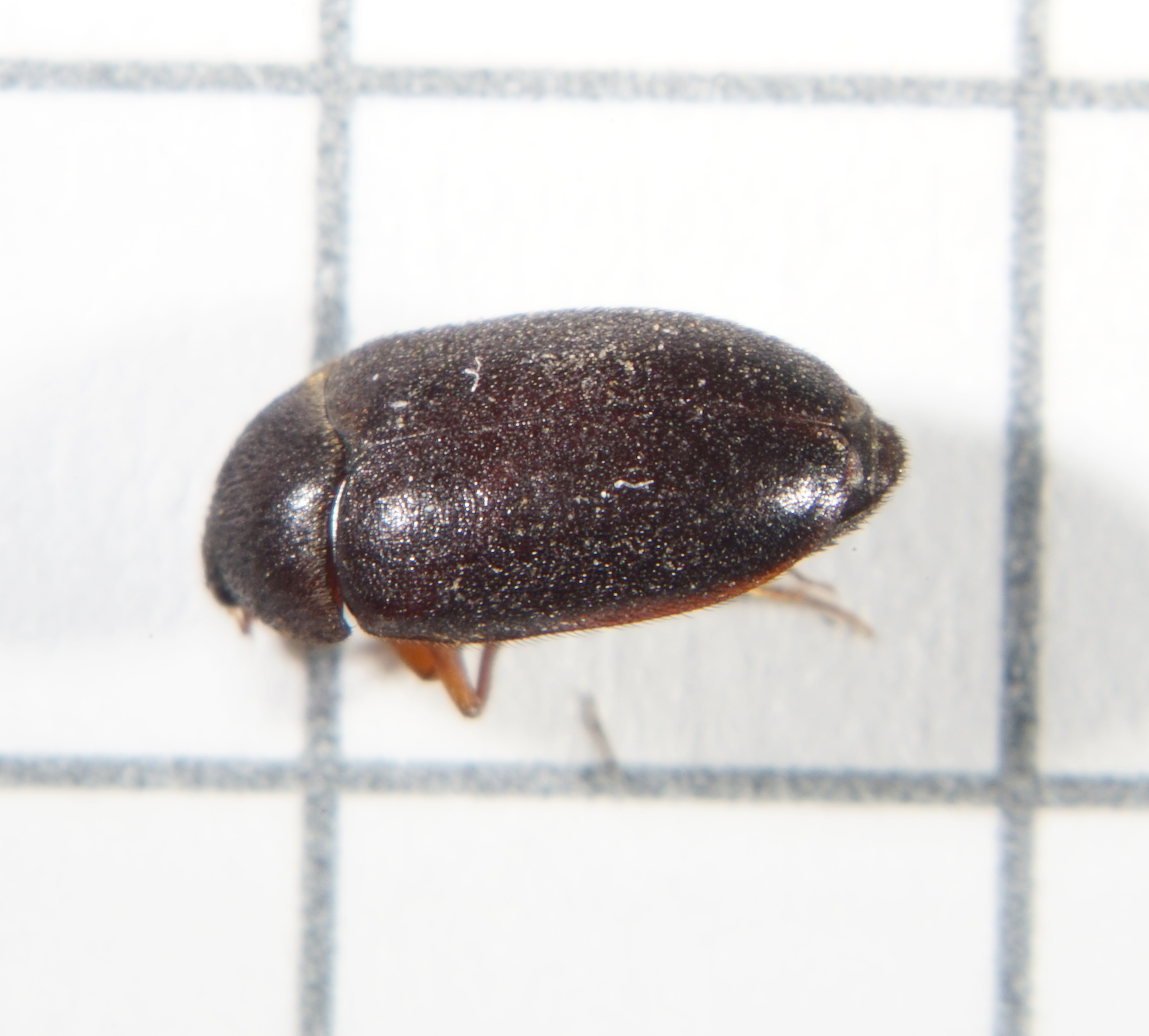 Attagenus unicolor (Brahm, 1790)