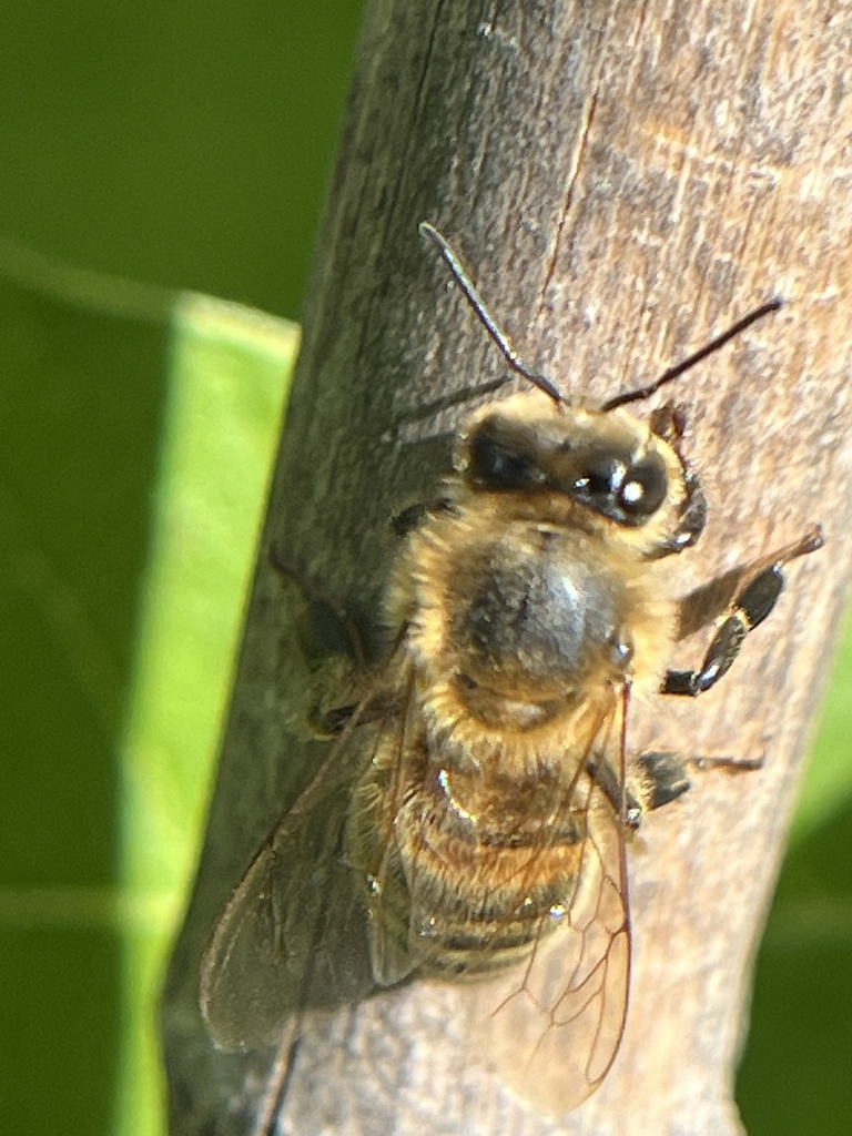 Western Honey Bee from Angle Close, Uxbridge, England, GB on September ...