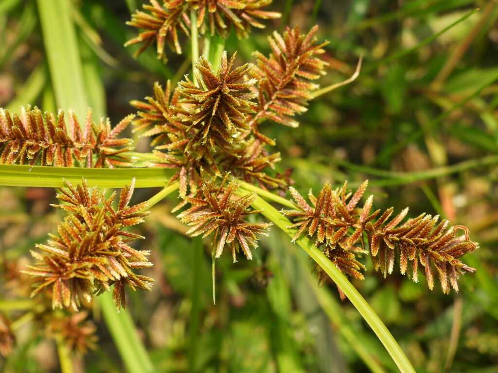 redroot flatsedge from Northumberland County, ON, Canada on September ...