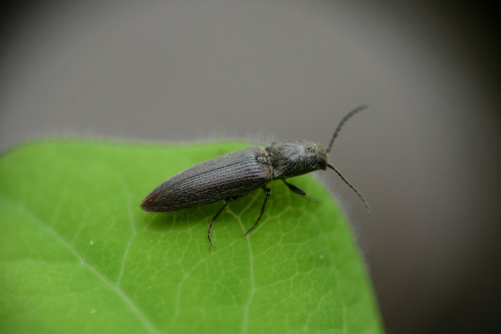 Limonius from Cowichan Valley, BC, Canada on May 4, 2024 at 05:47 PM by ...