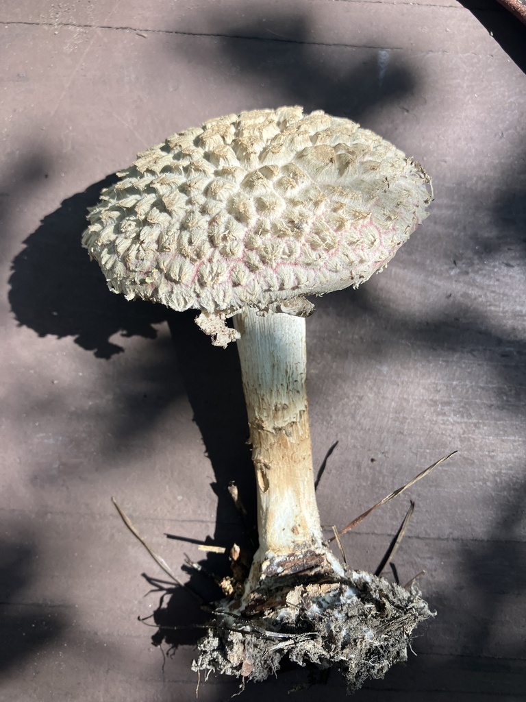 Pineapple Bolete from Davy Crockett National Forest, Kennard, TX, US on ...