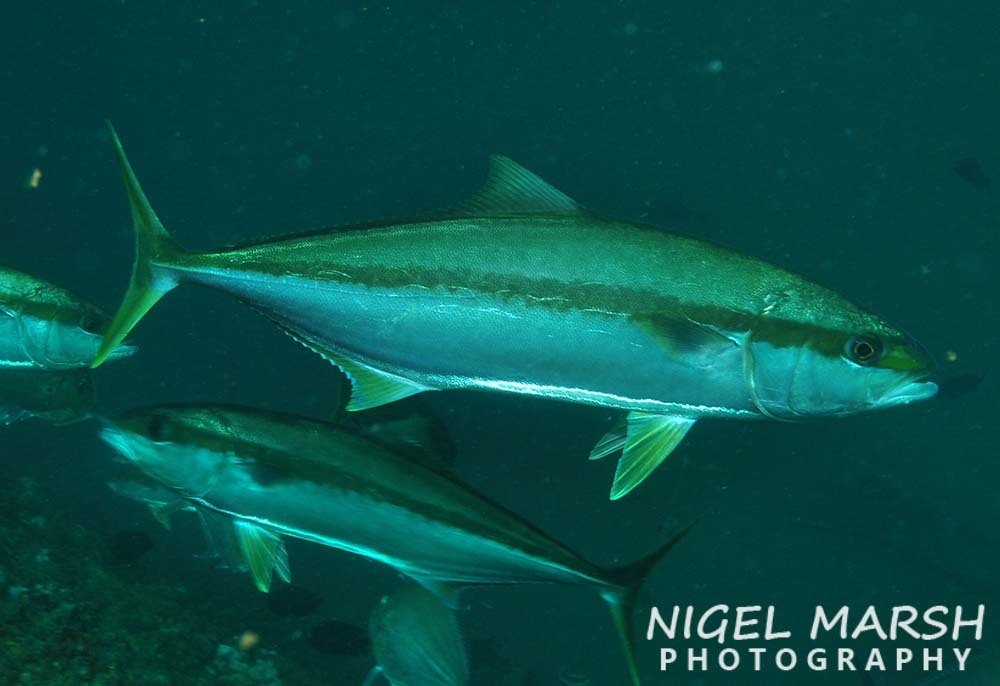 Yellowtail Kingfish from Queensland, Australia on April 9, 2010 at 10: ...