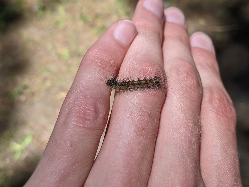 Spongy Moth from Hancock, MI 49930, USA on July 9, 2022 at 01:58 PM by ...
