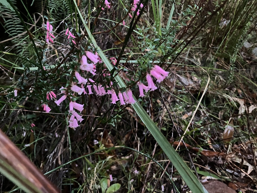 Common Heath from Tasmania, Strahan, TAS, AU on September 13, 2024 at ...