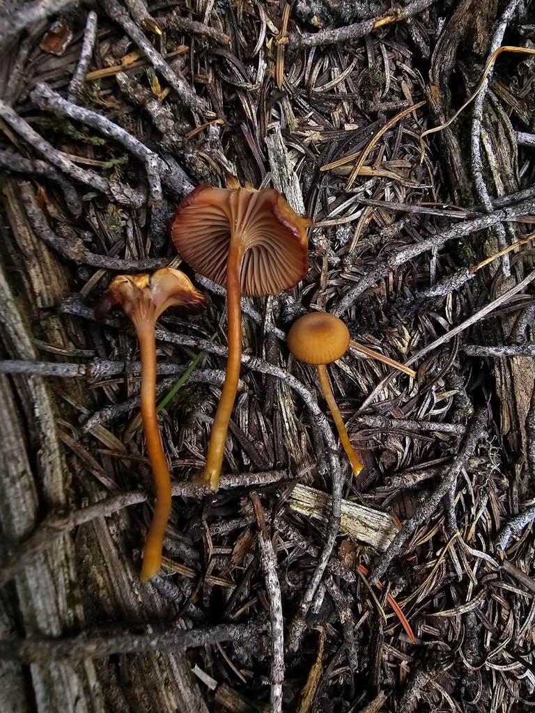 Chromosera in September 2024 by Amy Honan. CBBG 722 · iNaturalist