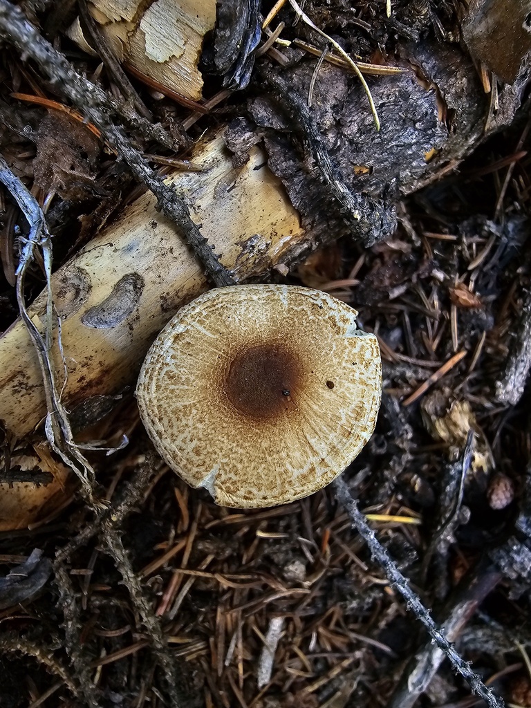 yellowfoot dapperling in September 2024 by Amy Honan. CBBG 725 ...