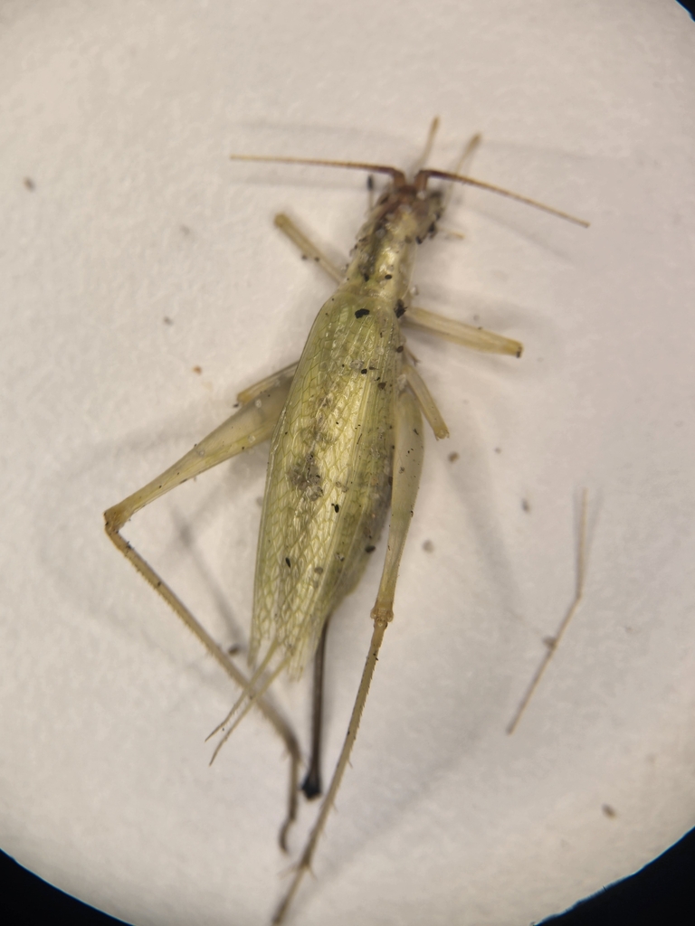Broad-winged tree cricket from Erie, PA 16507, USA on September 12 ...