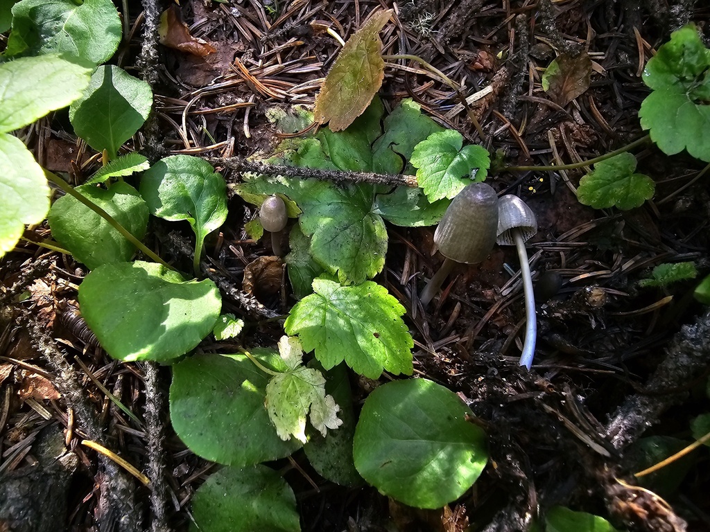 Mycenaceae in September 2024 by Amy Honan. CBBG 727 · iNaturalist