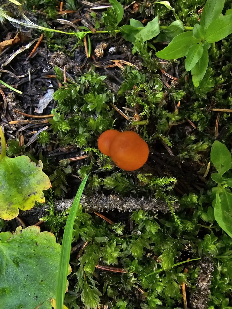 Mythicomyces corneipes in September 2024 by Amy Honan · iNaturalist