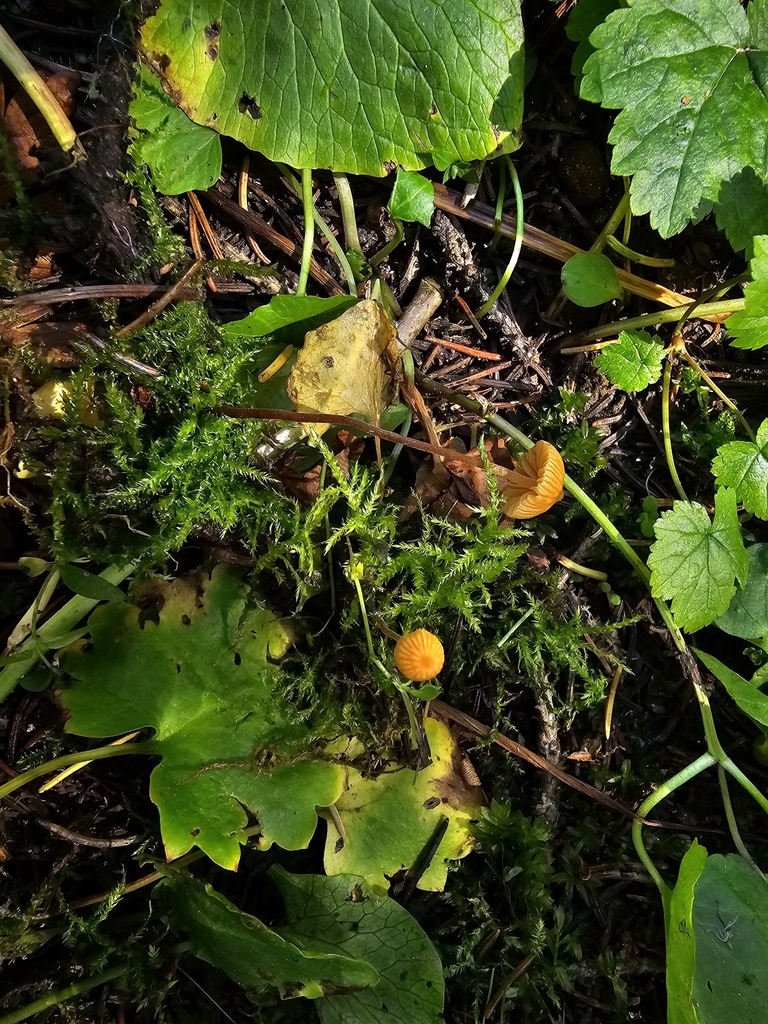 Moss Bells in September 2024 by Amy Honan. CBBG 729 · iNaturalist