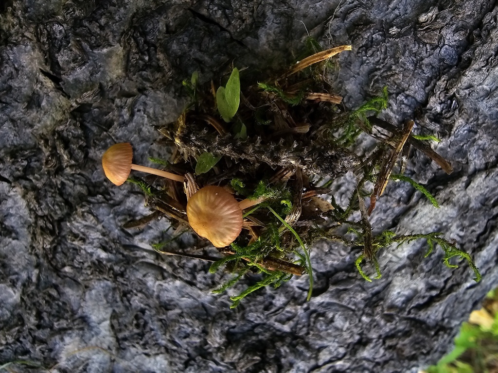 Marasmiineae in September 2024 by Amy Honan. CBBG 731 · iNaturalist