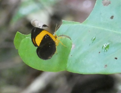 Callidula sobah · iNaturalist United Kingdom