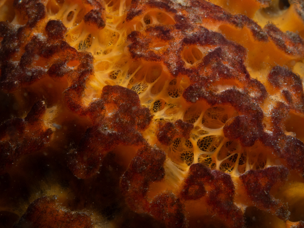 Puffball Sponges from Whalers Cove, CA, US on September 11, 2024 at 01: ...