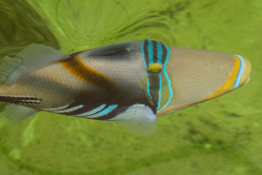 Lagoon Triggerfish from Korotogo, Fiji on September 6, 2024 at 01:15 PM ...
