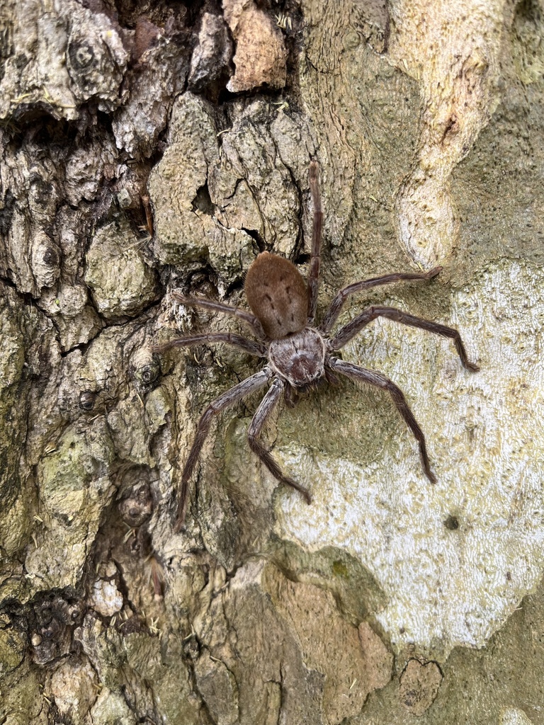 Grey Huntsman from Victoria Park, Auckland, Auckland, NZ on September ...