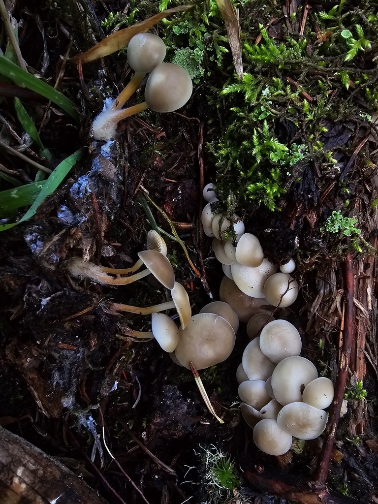 Strobilurus albipilatus in September 2024 by Amy Honan. CBBG 735 ...