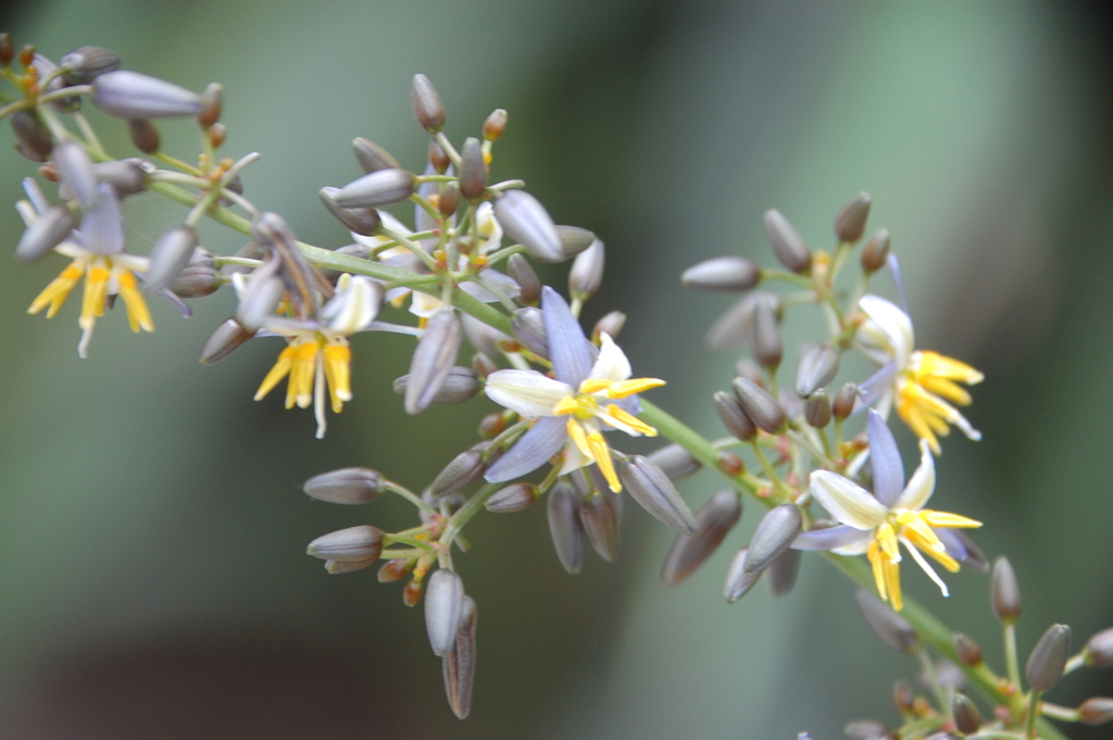 flax-lilies from Brisbane QLD, Australia on September 12, 2024 at 10:39 ...