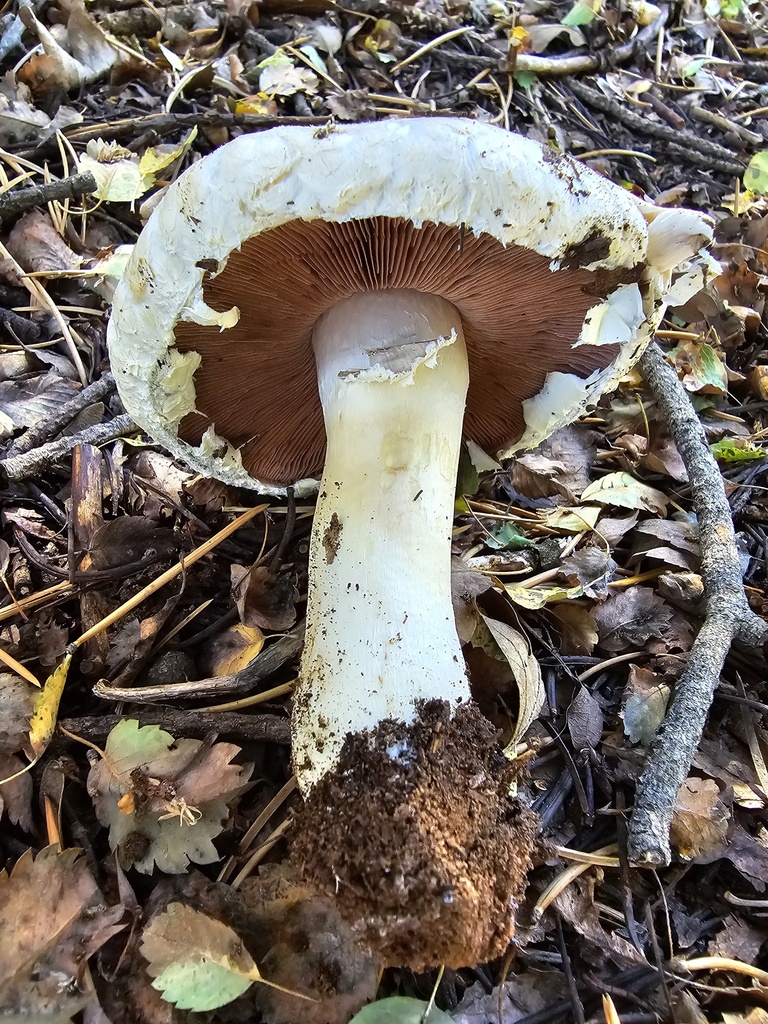 Arvenses in August 2024 by Amy Honan. CBBG 678 · iNaturalist