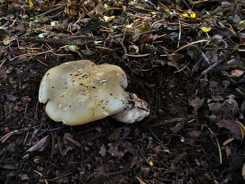 Brownit in August 2024 by Amy Honan. CBBG 681 · iNaturalist