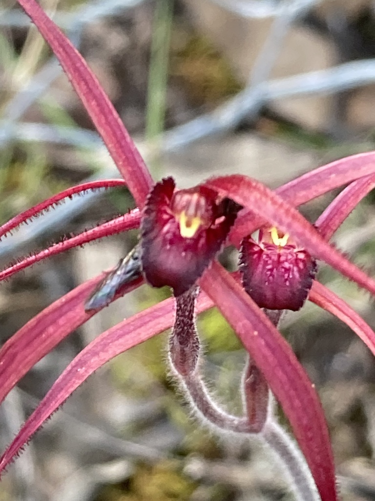 Blood spider orchid from Stirling Range Retreat, Amelup, WA, AU on ...