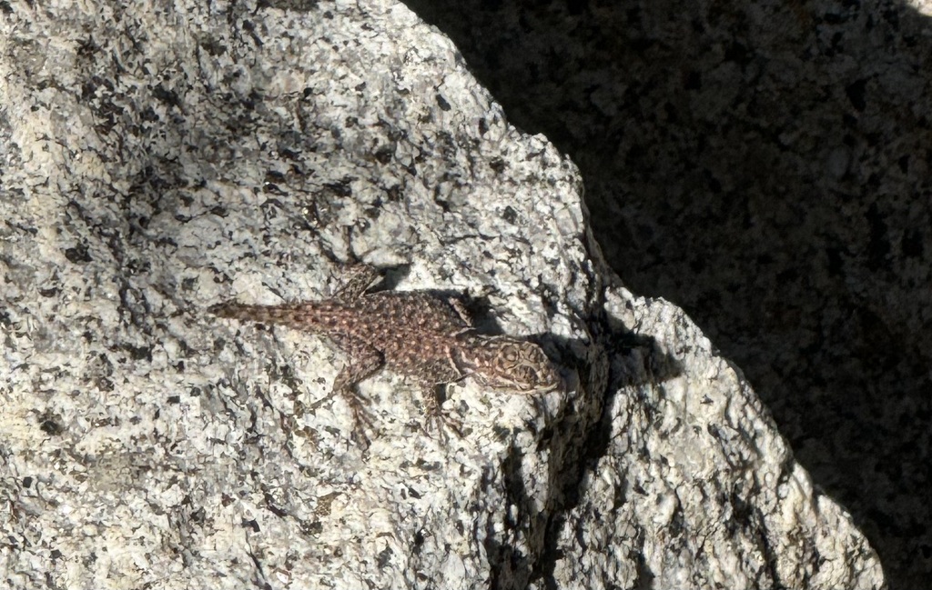 Yarrow's Spiny Lizard from Riverside County, CA, USA on September 13 ...