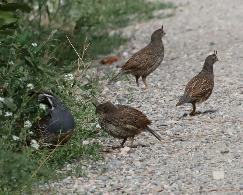 California Quail from Scenic Canyon Regional Park, Kelowna, BC V1W 4G1 ...