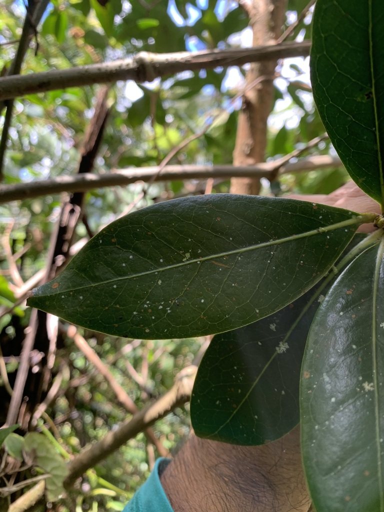 Ocotea portoricensis in September 2024 by Octavio Rivera Hernández ...