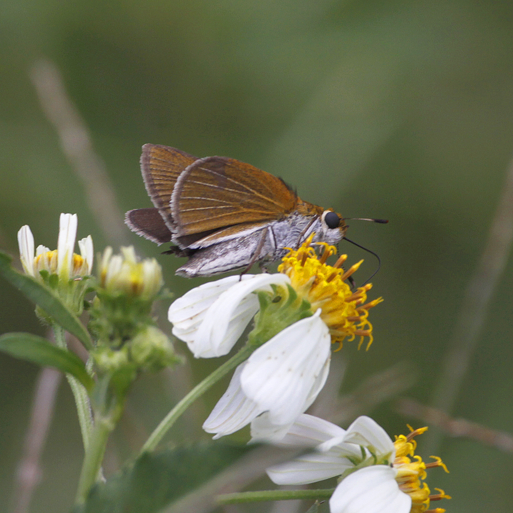 Two-spotted Skipper from Folkston, GA 31537, USA on September 5, 2009 ...