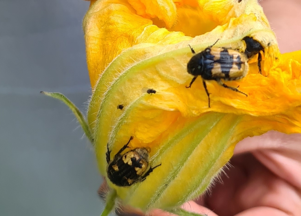 Euphoria basalis from Espacio Ecológico Cuicuilco, Ciudad de México ...