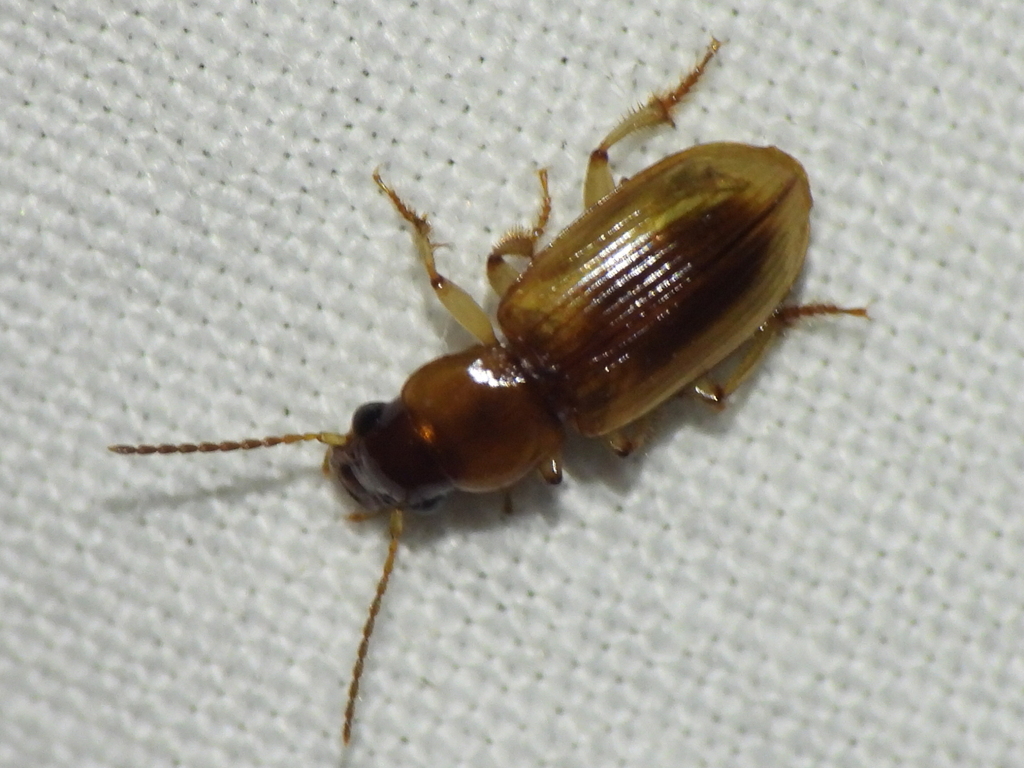 LeConte's Seedcorn Beetle from Flower Mound, TX, USA on September 12 ...