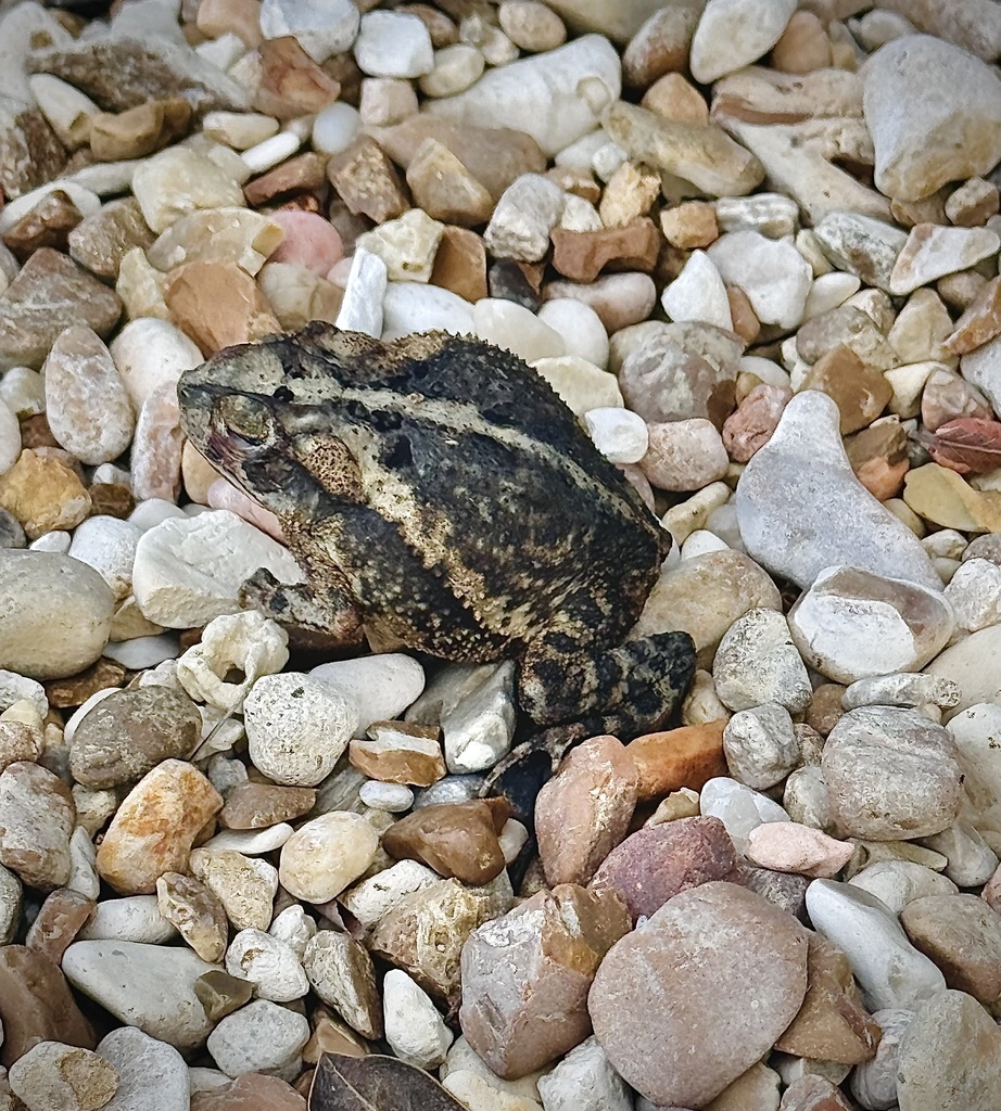 Gulf Coast Toad from Saint Gabriel, LA, US on September 13, 2024 at 07: ...