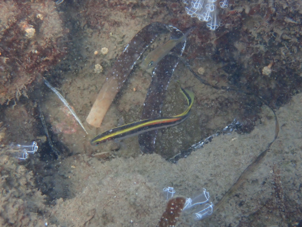 Eastern Hulafish from Merimbula NSW 2548, Australia on September 7 ...