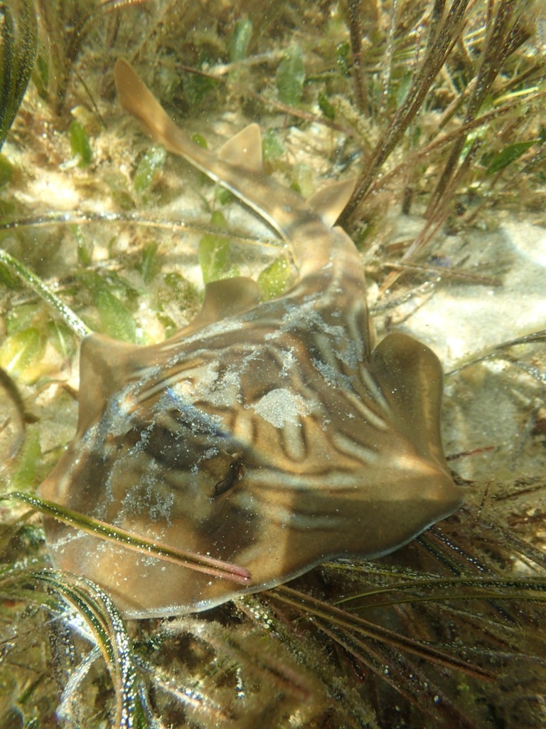 Banjo Ray from Merimbula NSW 2548, Australia on February 7, 2024 at 12: ...
