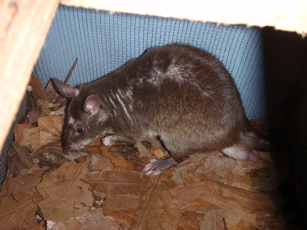 Northern Giant Pouched Rat (Cricetomys gambianus) - Know Your Mammals