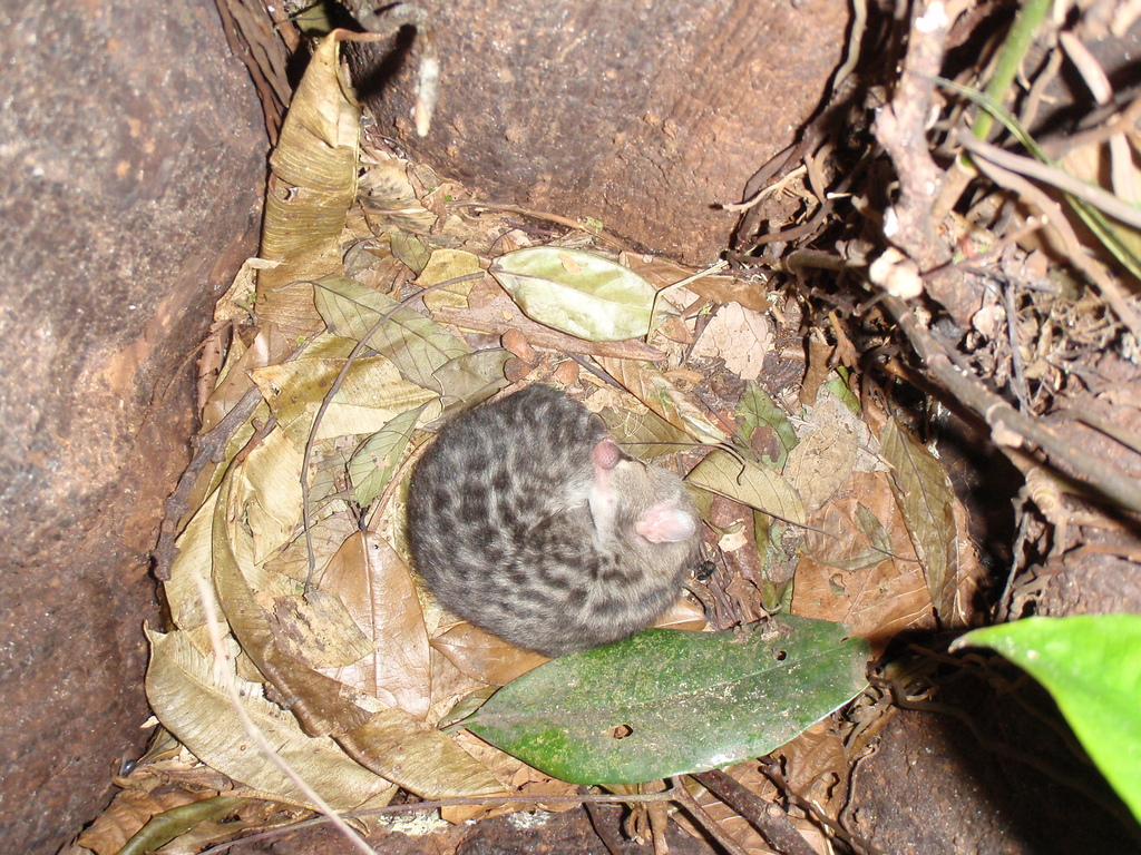 Servaline Genet (Genetta servalina) - Know Your Mammals