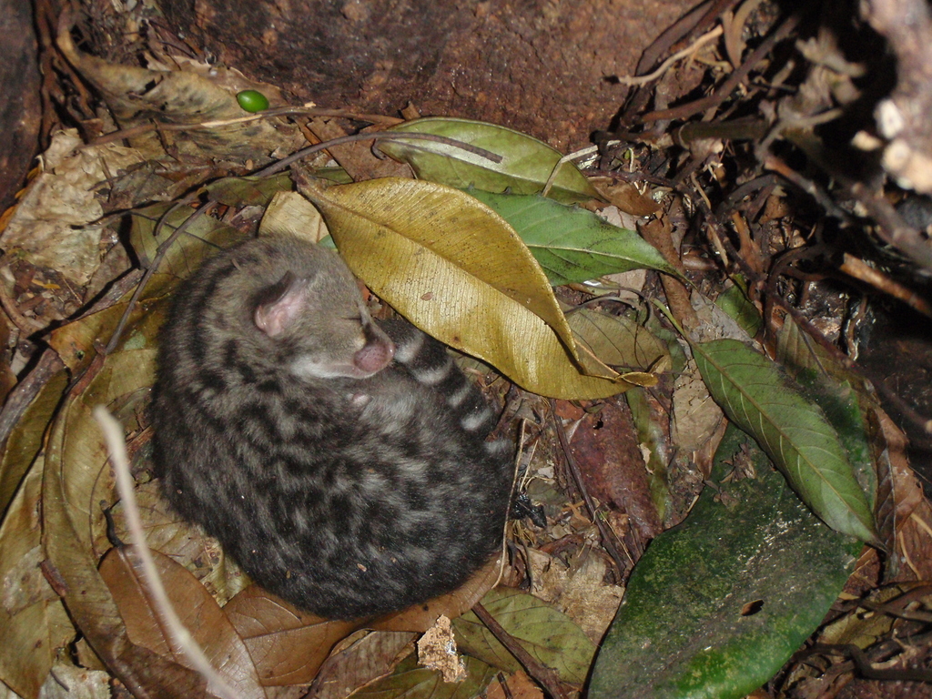 Servaline Genet (Genetta servalina) - Know Your Mammals