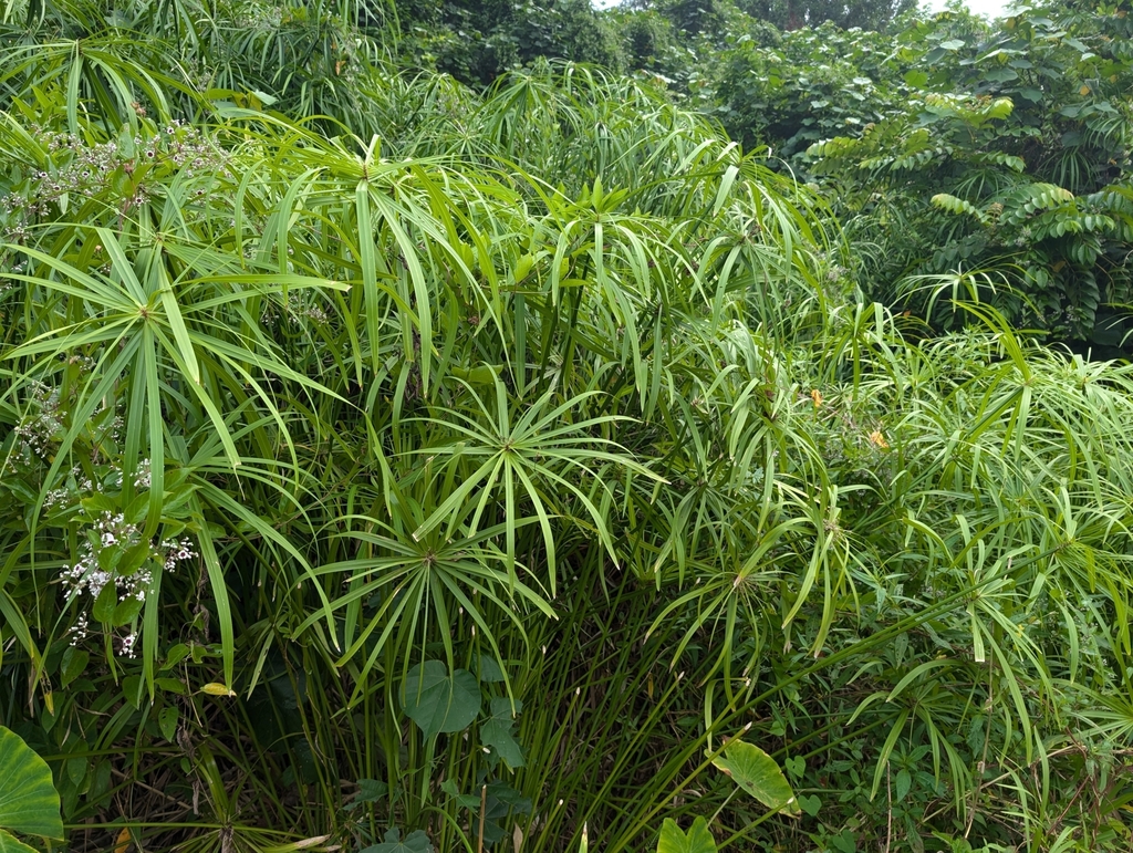 Umbrella Papyrus from Maunawili, HI 96734, USA on September 13, 2024 at ...