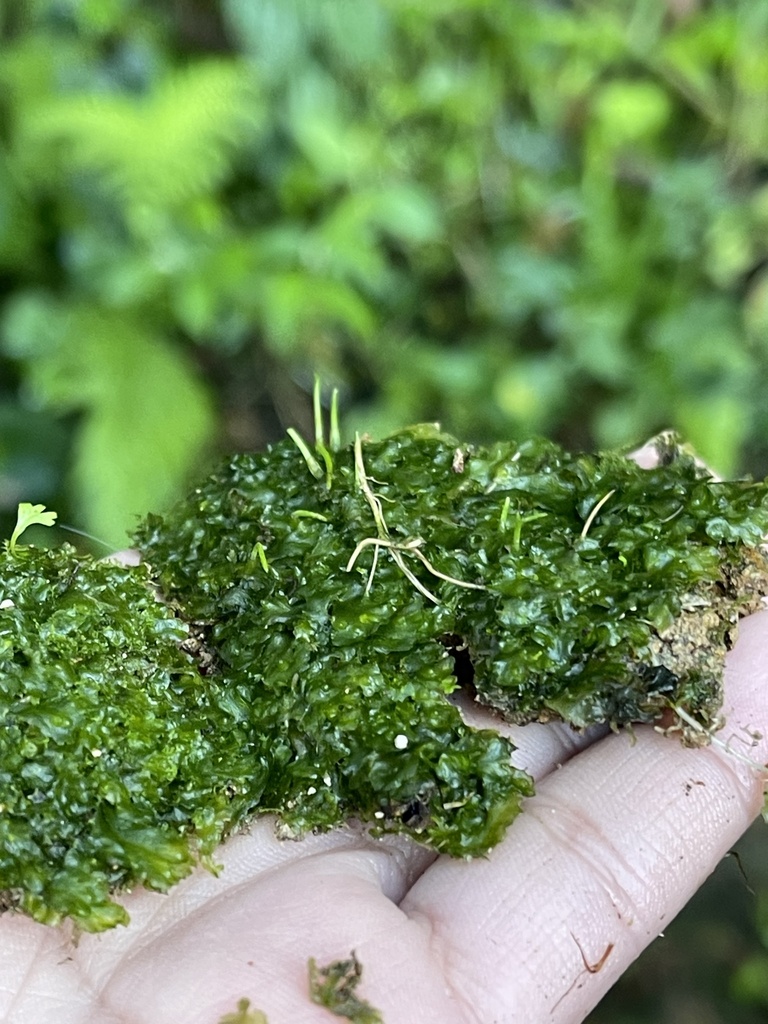 Monoclea gottschei from Amatlán de los Reyes, Ver., MX on August 27 ...