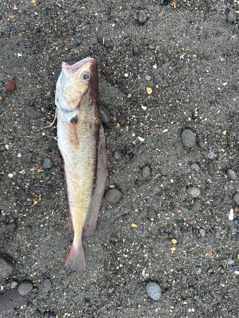 Red cod (Pseudophycis bachus) - Marine Life Identification
