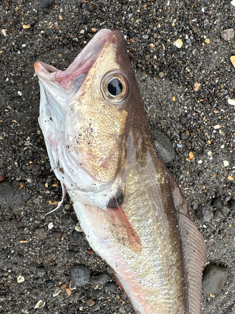 Red cod (Pseudophycis bachus) - Marine Life Identification