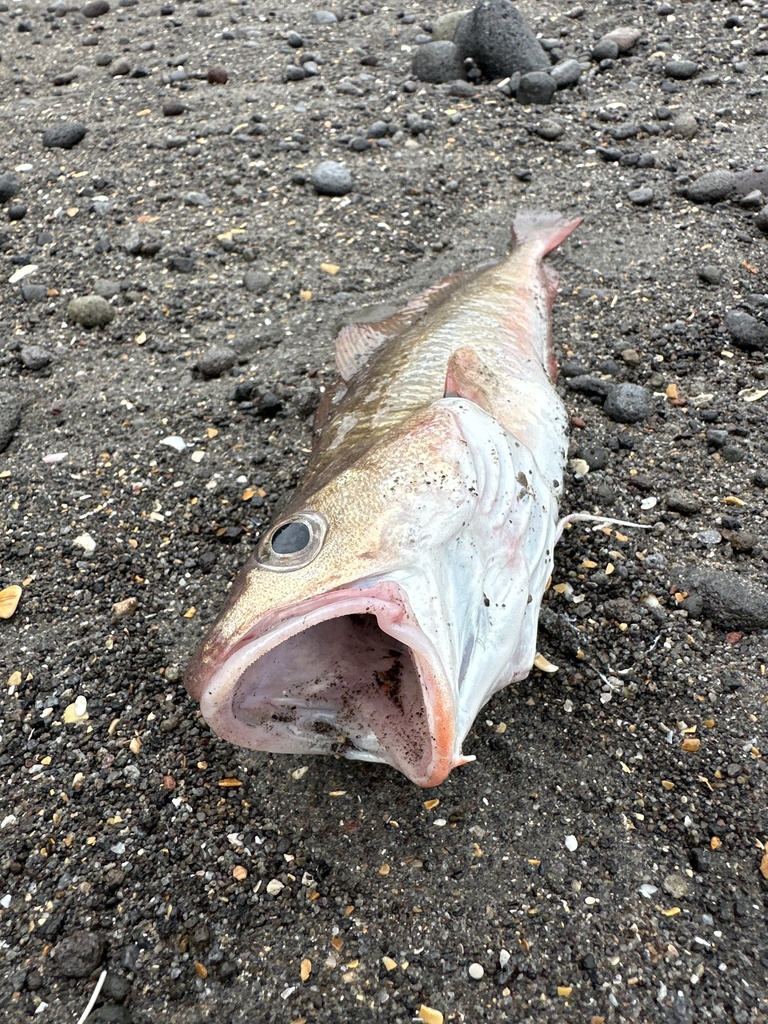 Red cod (Pseudophycis bachus) - Marine Life Identification